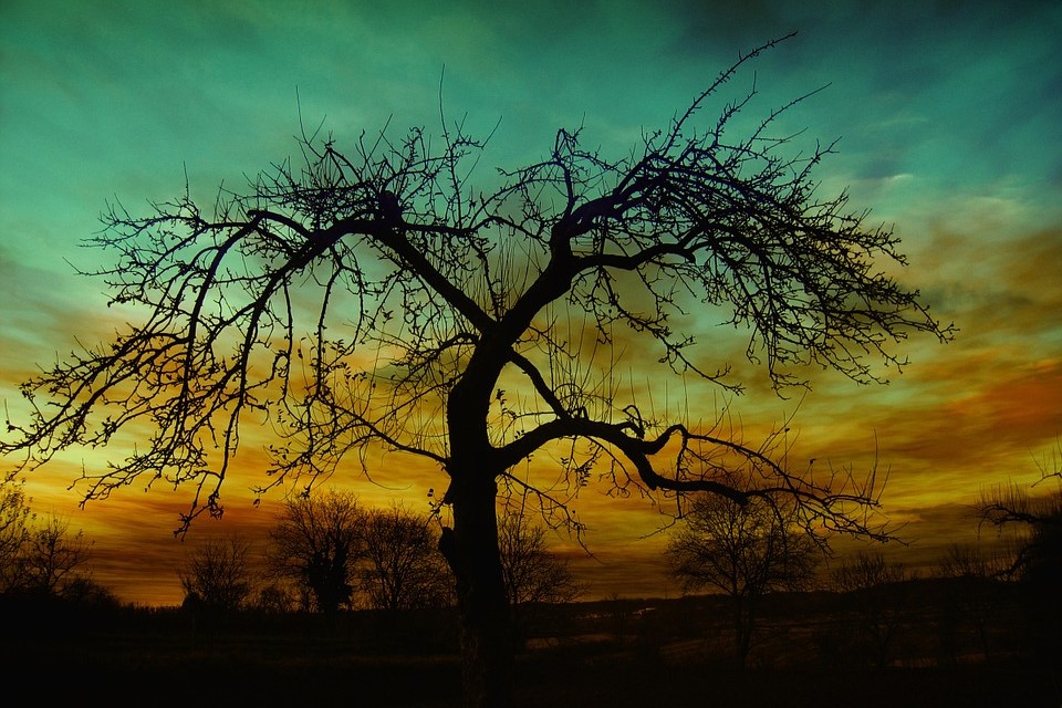 Fa-rajz önismereti teszt - Minden Ami Önismeret